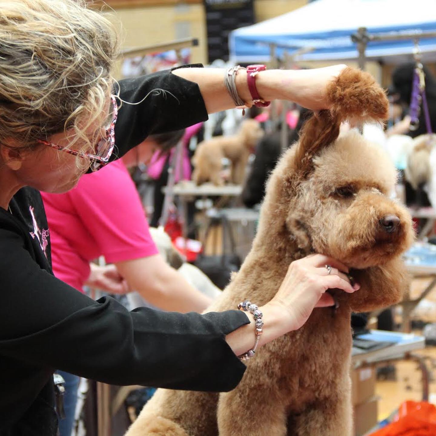 Tails School of Grooming – Professional Dog Grooming Courses in the UK